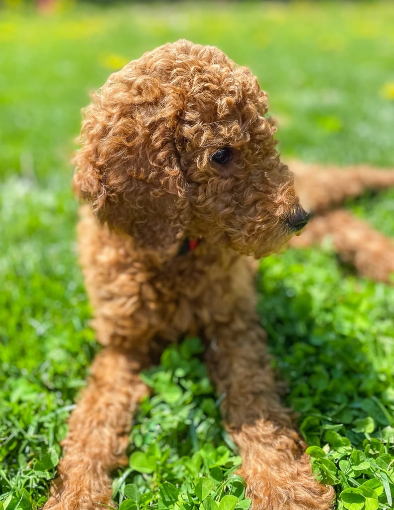 Xander is a Mini Irish Doodle Puppy Sold As Of 04/05/2021