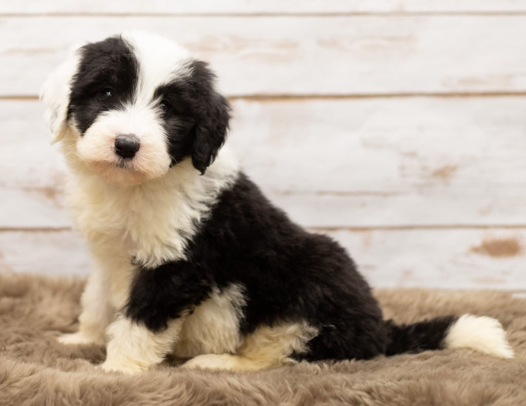 Mia is a Standard Sheepadoodle Puppy Sold As Of 04/20/2019