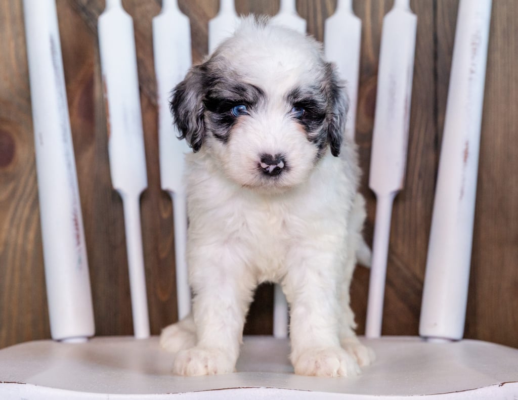 Nefa is a Standard Sheepadoodle Puppy Sold As Of 09/11/2020