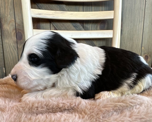 Litter of Standard Sheepadoodle Puppies from Meadow and Frosty ...