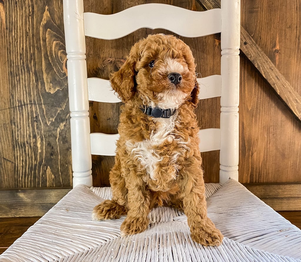 Roman is a Mini Goldendoodle Puppy Sold As Of 08/06/2021