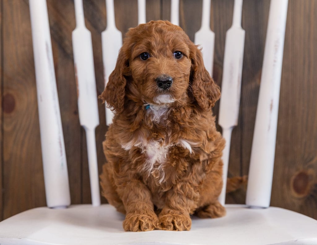 Zena is a Mini Irish Doodle Puppy Sold As Of 04/12/2021