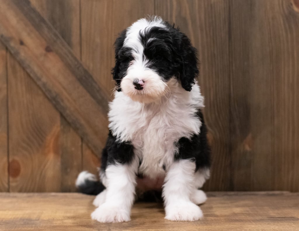 Zuma is a Standard Sheepadoodle Puppy Sold As Of 01/14/2020