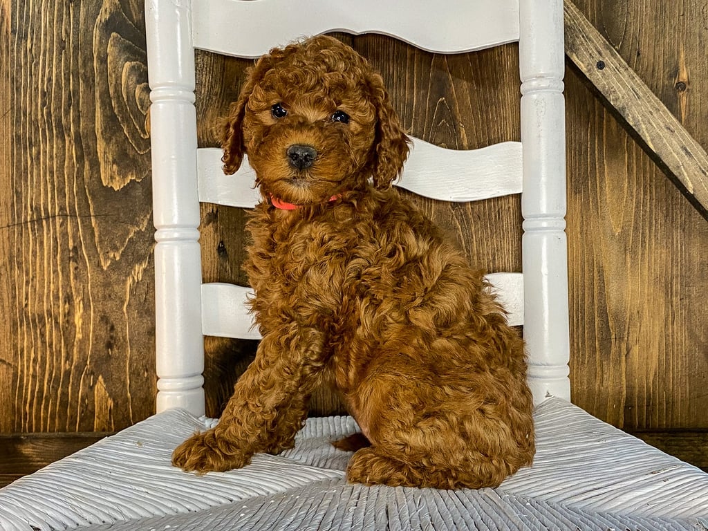 Xena is a Mini Irish Doodle Puppy Sold As Of 04/05/2021