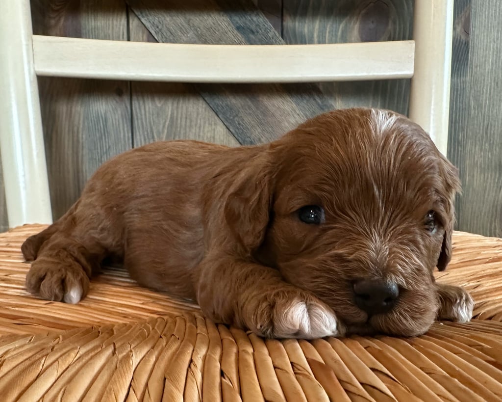 Reggie is a red Mini poodle for our Goldendoodle program - Iowa Breeder