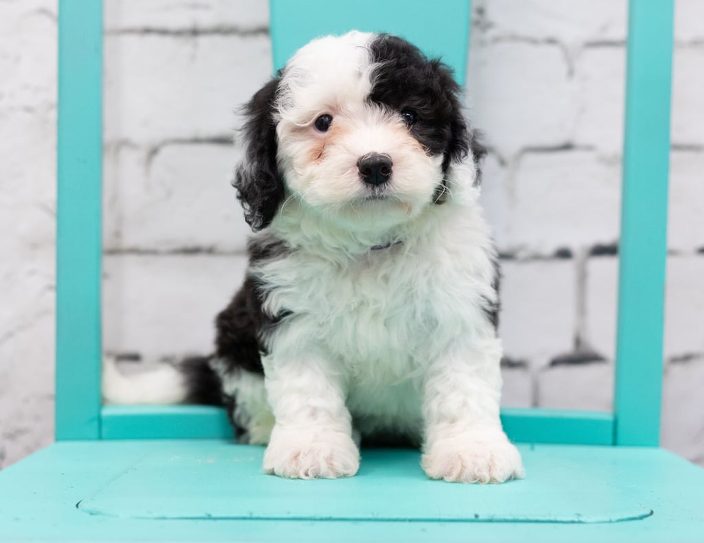 Skye is a Mini Sheepadoodle Puppy Sold As Of 06/17/2019