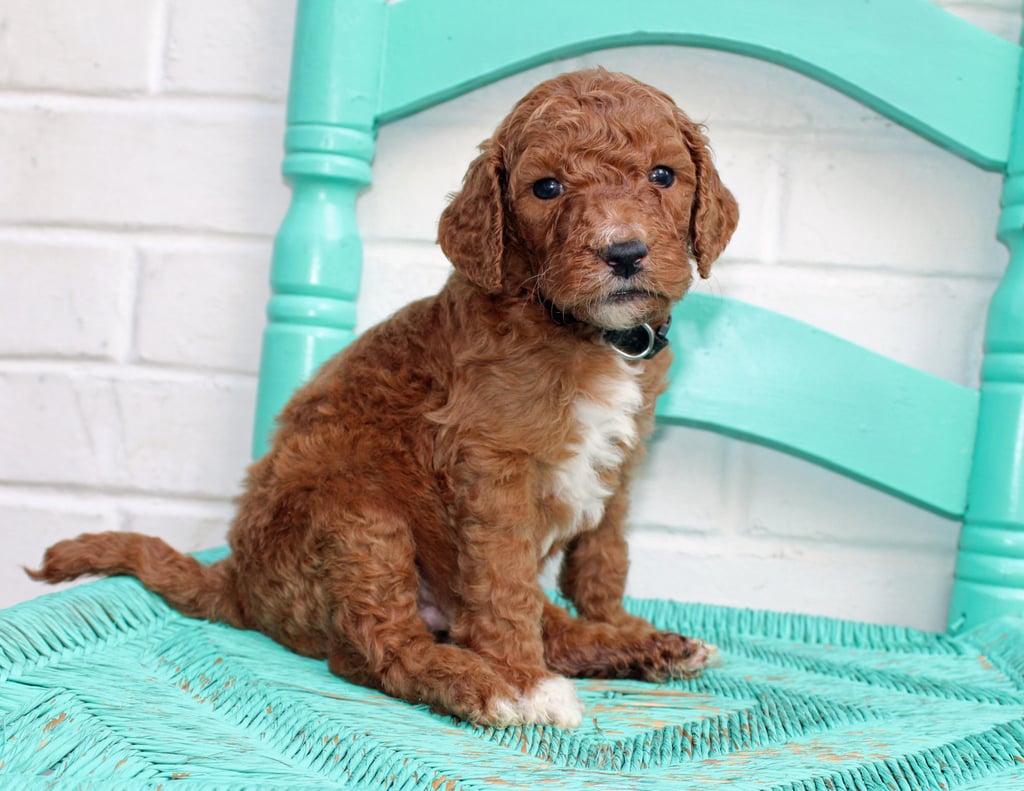 Major is a Standard Irish Doodle Puppy Sold As Of 08/26/2020