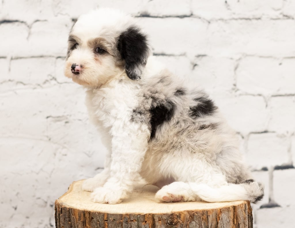 Tabor is a Mini Sheepadoodle Puppy Sold As Of 06/18/2019