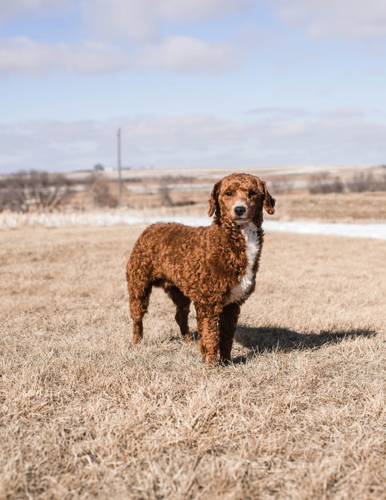 Victor is a Mini Irish Doodle Puppy Sold As Of 03/30/2021