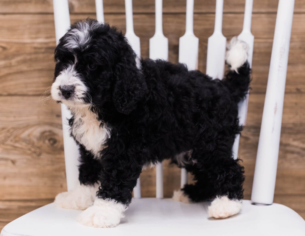 Sky is a Standard Bernedoodle Puppy Sold As Of 06/24/2020