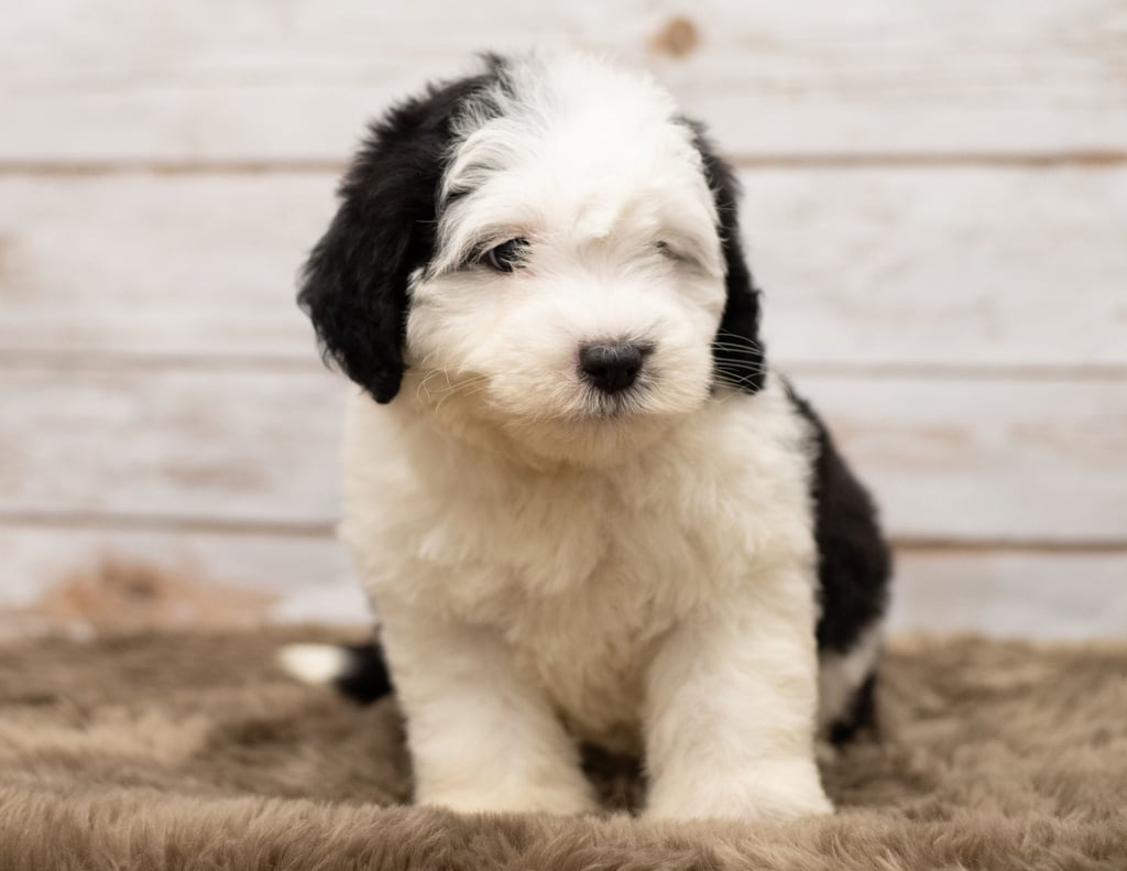 Leti is a Mini Sheepadoodle Puppy Sold As Of 04/06/2019