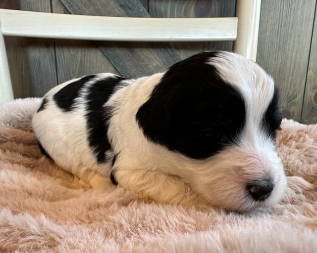 Rilee is a Standard Sheepadoodle Puppy For Sale