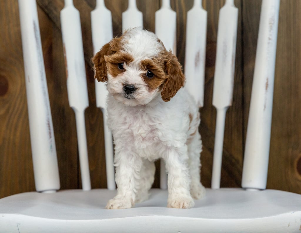 Sunshine is a Petite Cavapoo Puppy Sold As Of 10/12/2020