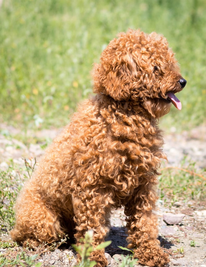 F1 Micro Mini Cavapoo | Cavapoo Puppies | Iowa Dog Breeder