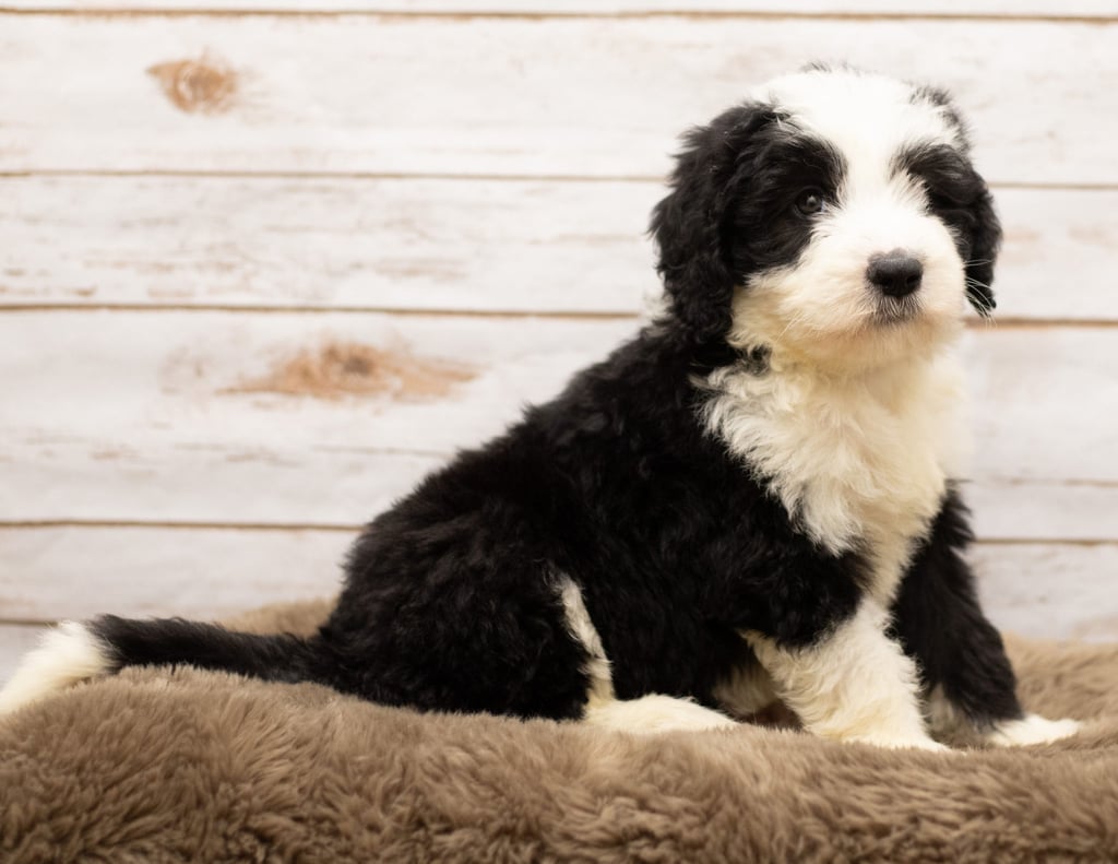 Max is a Standard Sheepadoodle Puppy Sold As Of 04/20/2019