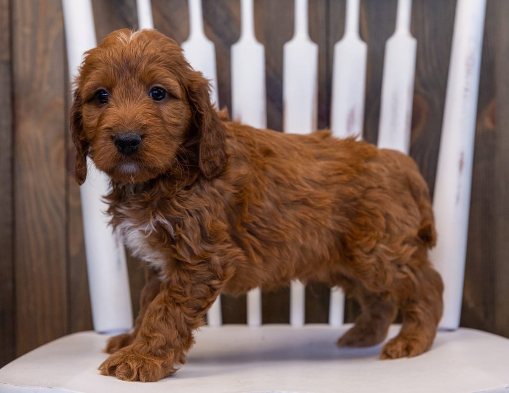 Vito is a Mini Irish Doodle Puppy Sold As Of 03/30/2021