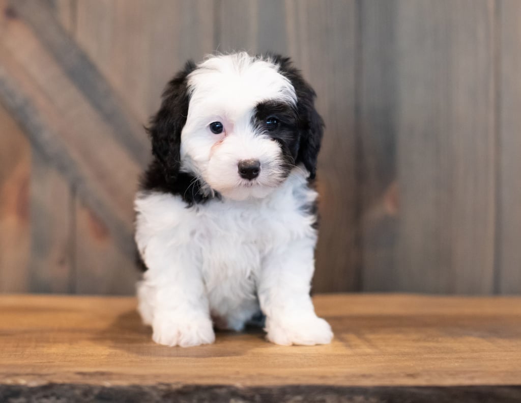 Unity is a Mini Sheepadoodle Puppy Sold As Of 12/13/2019
