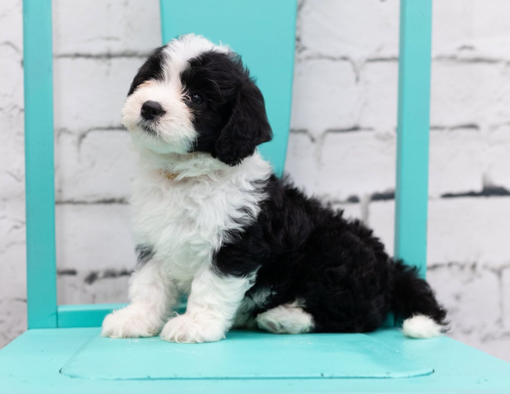 Shay is a Mini Sheepadoodle Puppy Sold As Of 06/17/2019