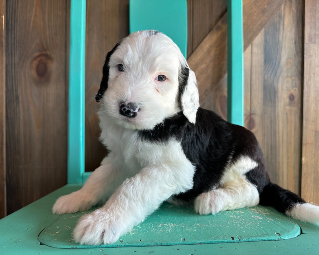Kyle is a Standard Sheepadoodle Puppy For Sale