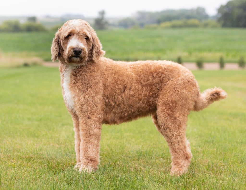 F1 Goldendoodle puppies for sale online, Iowa Goldendoodle Breeder