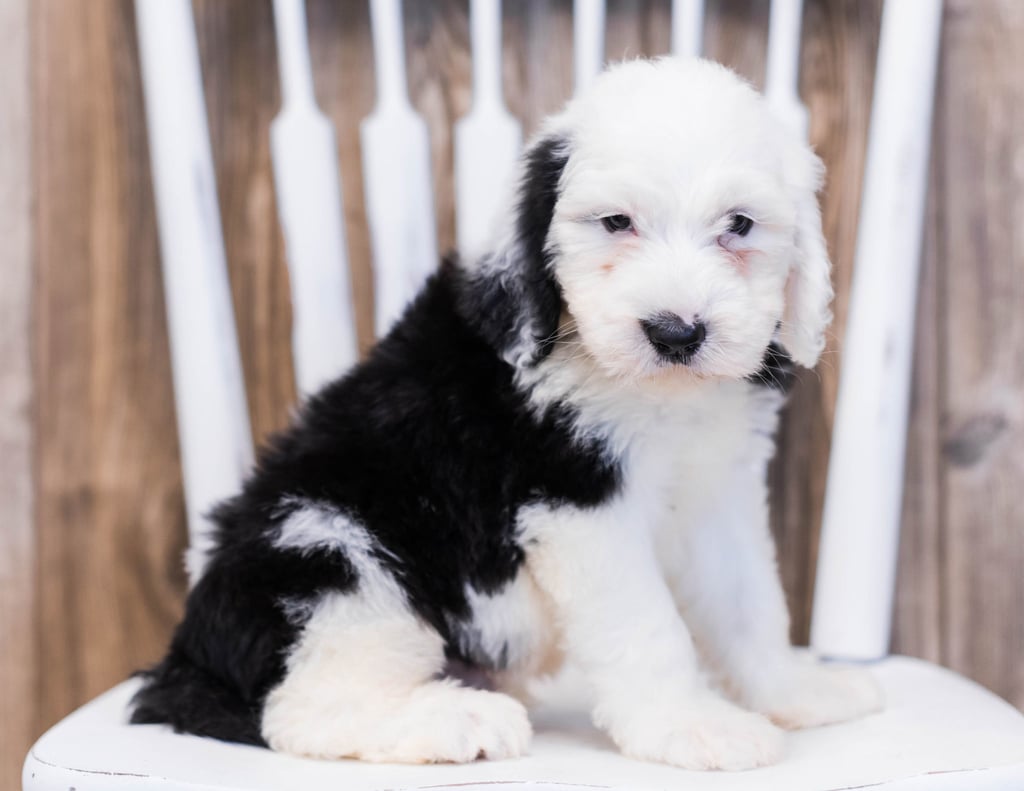 Eko is a Standard Sheepadoodle Puppy Sold As Of 07/17/2020