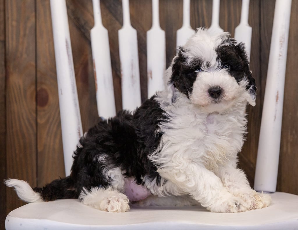 Yancy is a Mini Sheepadoodle Puppy Sold As Of 04/10/2021