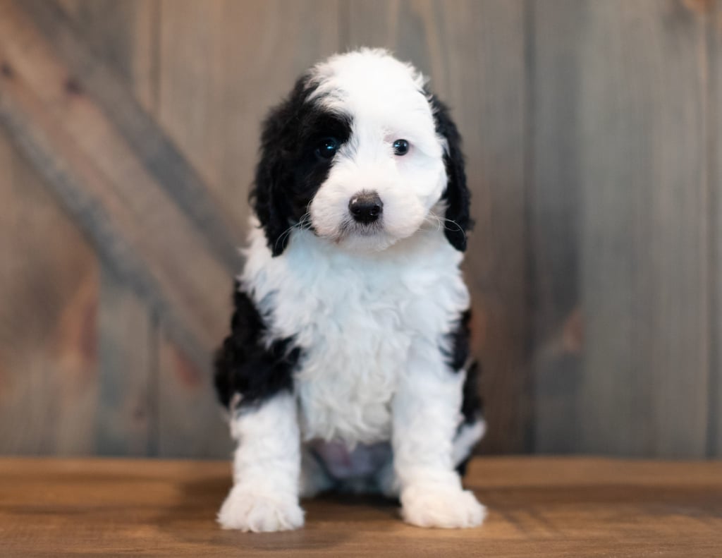 Ursa is a Mini Sheepadoodle Puppy Sold As Of 12/13/2019