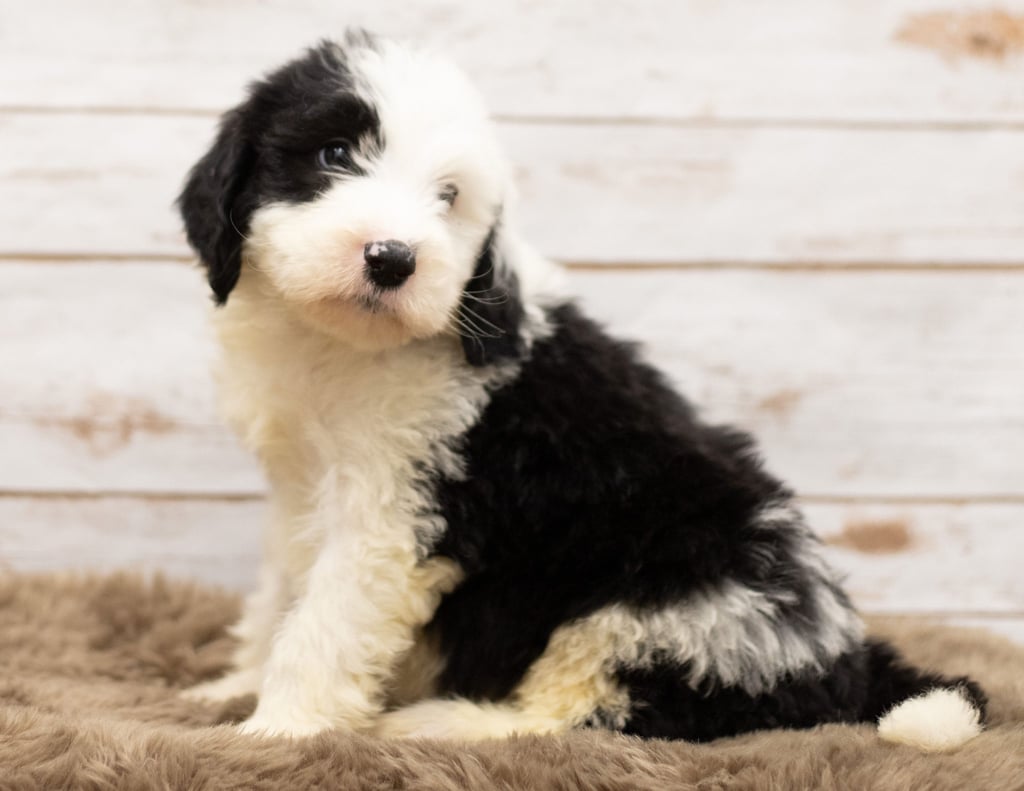 Mojo is a Standard Sheepadoodle Puppy Sold As Of 04/20/2019