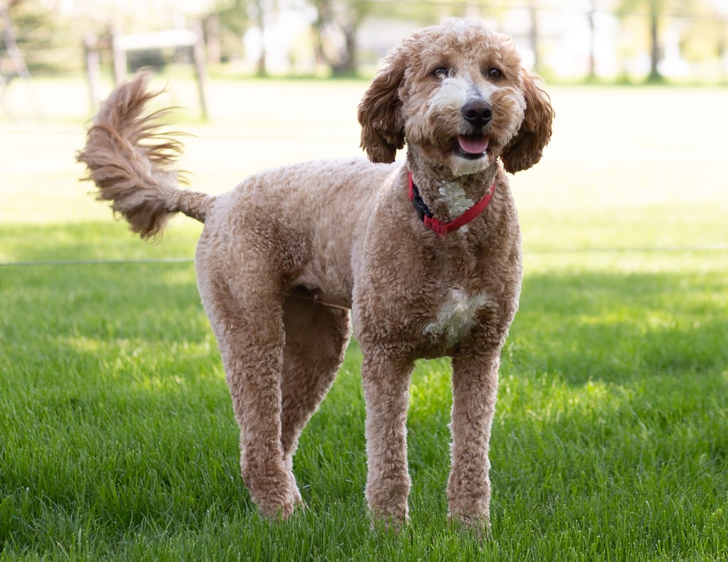 Milo | Poodle Father | Poodles 2 Doodles