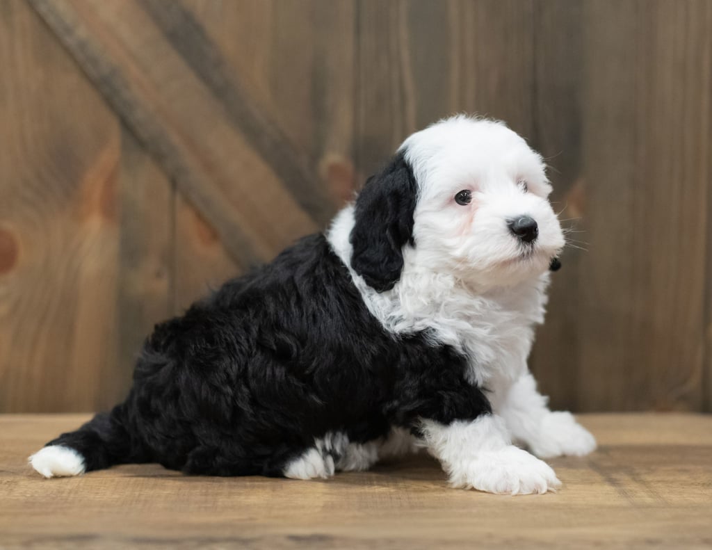 Rory is a Petite Sheepadoodle Puppy Sold As Of 12/07/2019