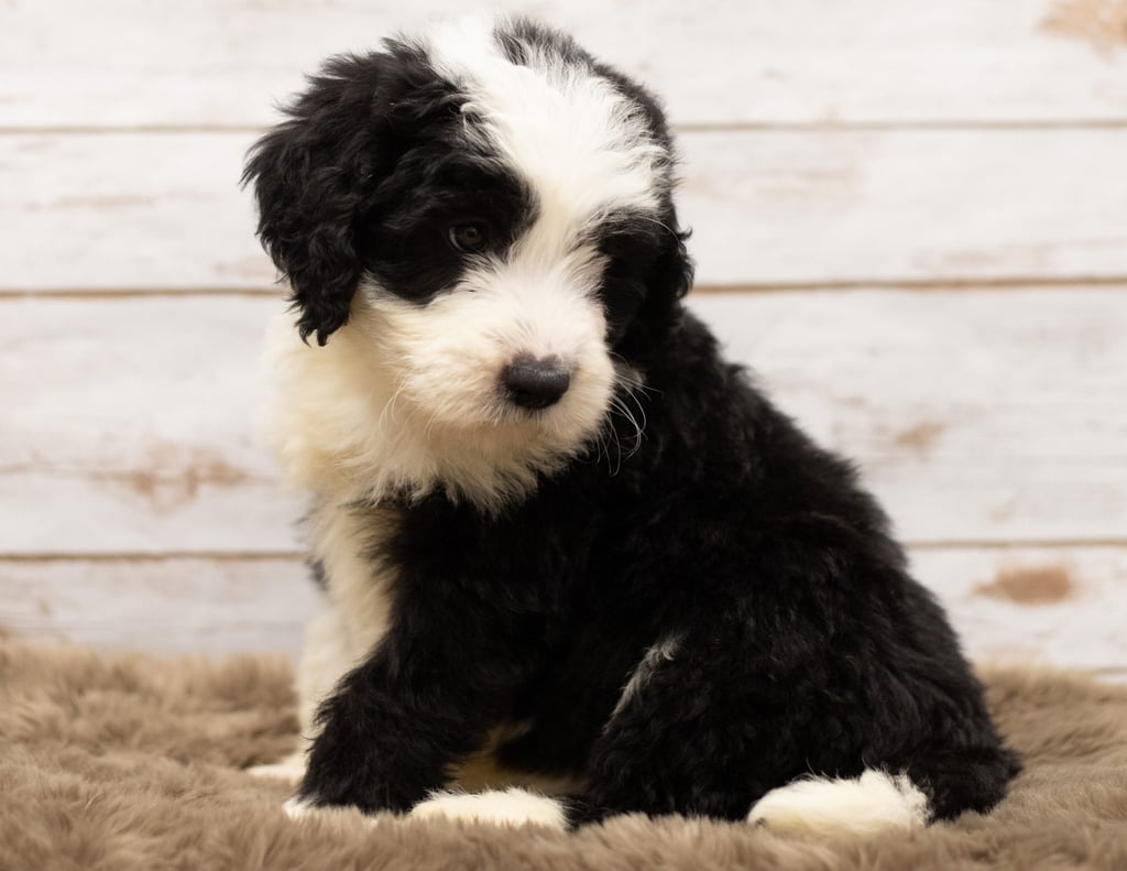 Max is a Standard Sheepadoodle Puppy Sold As Of 04/20/2019