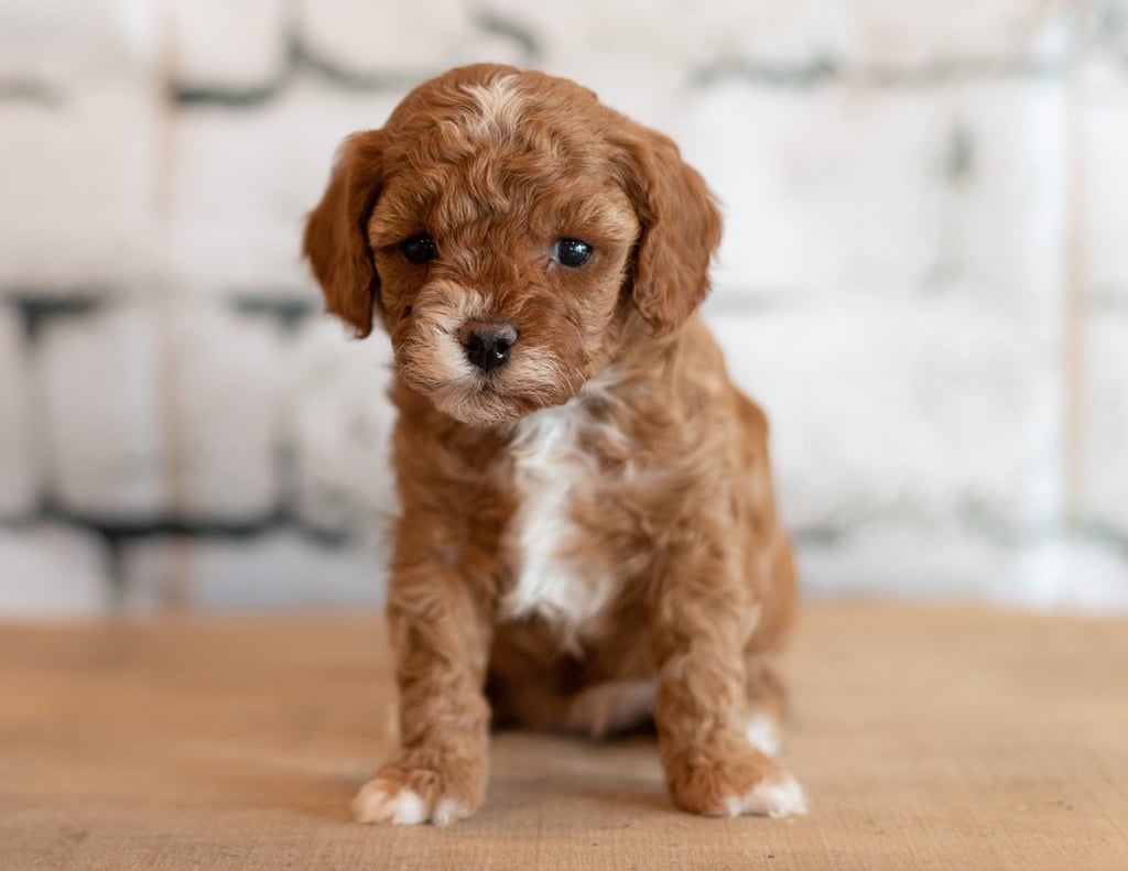 Qana is a Petite Cavapoo Puppy Sold As Of 05/30/2019