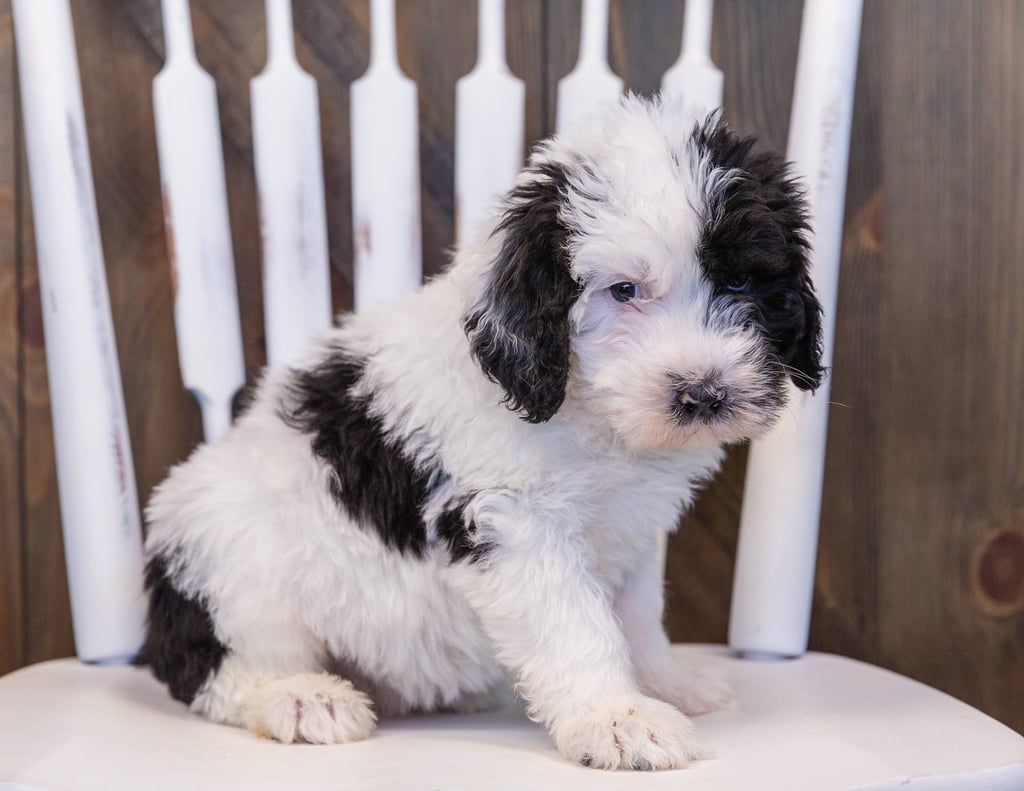 Unity is a Standard Sheepadoodle Puppy Sold As Of 03/26/2021