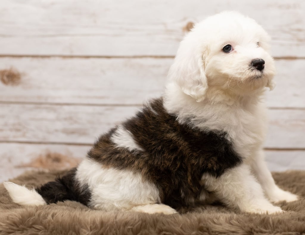 Lady is a Mini Sheepadoodle Puppy Sold As Of 04/06/2019