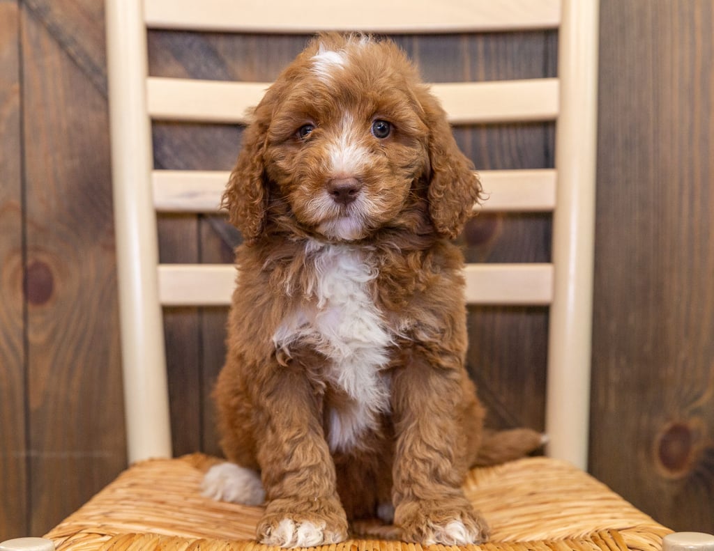 Houston | Australian Labradoodle Father | Poodles 2 Doodles