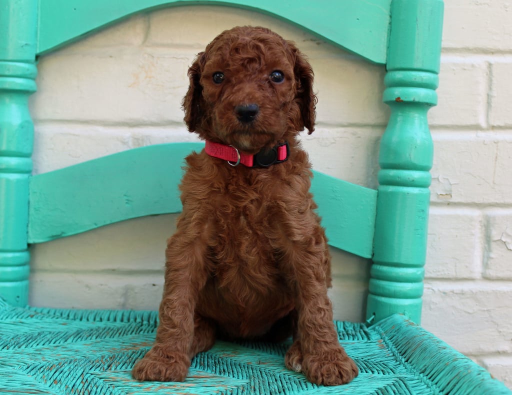 Irish Doodle | Page 2 | Poodles 2 Doodles, Sheepadoodle and Bernedoodle ...