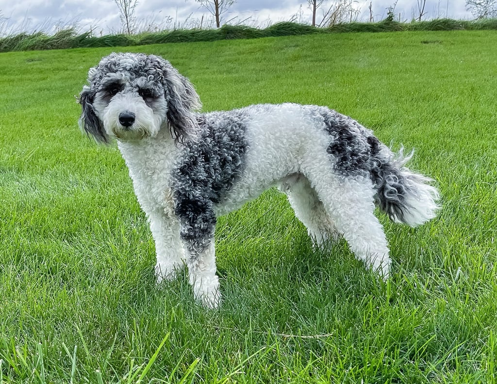Litter of Mini Sheepadoodle Puppies from Paris and Leo, Available Now
