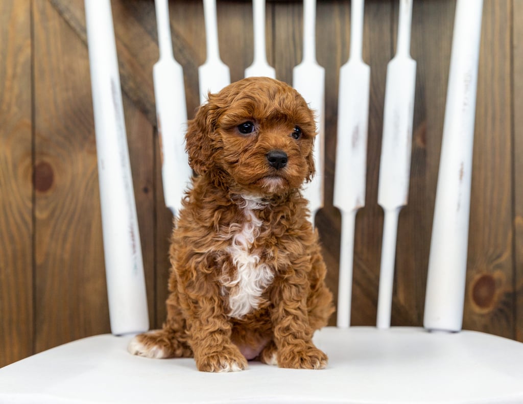 Lucy | King Charles Cavalier Mother | Poodles 2 Doodles