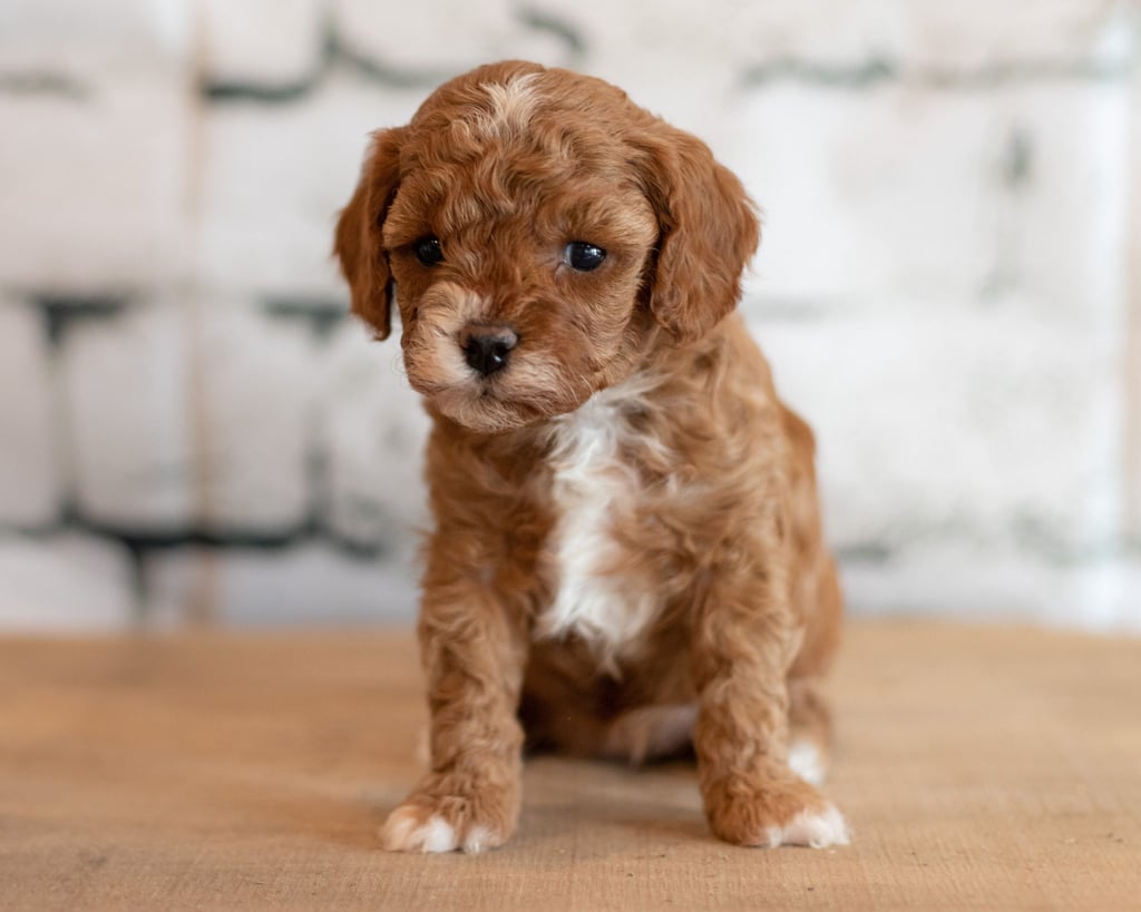 Qana is a Petite Cavapoo Puppy Sold As Of 05/30/2019