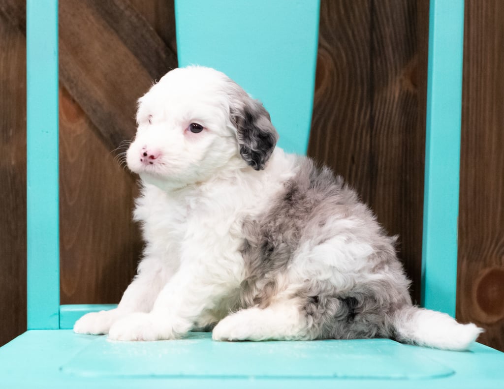 Edger is a Mini Sheepadoodle Puppy Sold As Of 02/04/2020