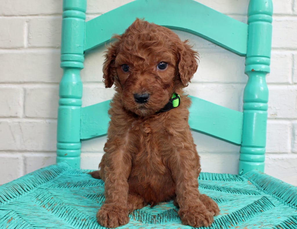 Milton is a Standard Irish Doodle Puppy Sold As Of 08/26/2020