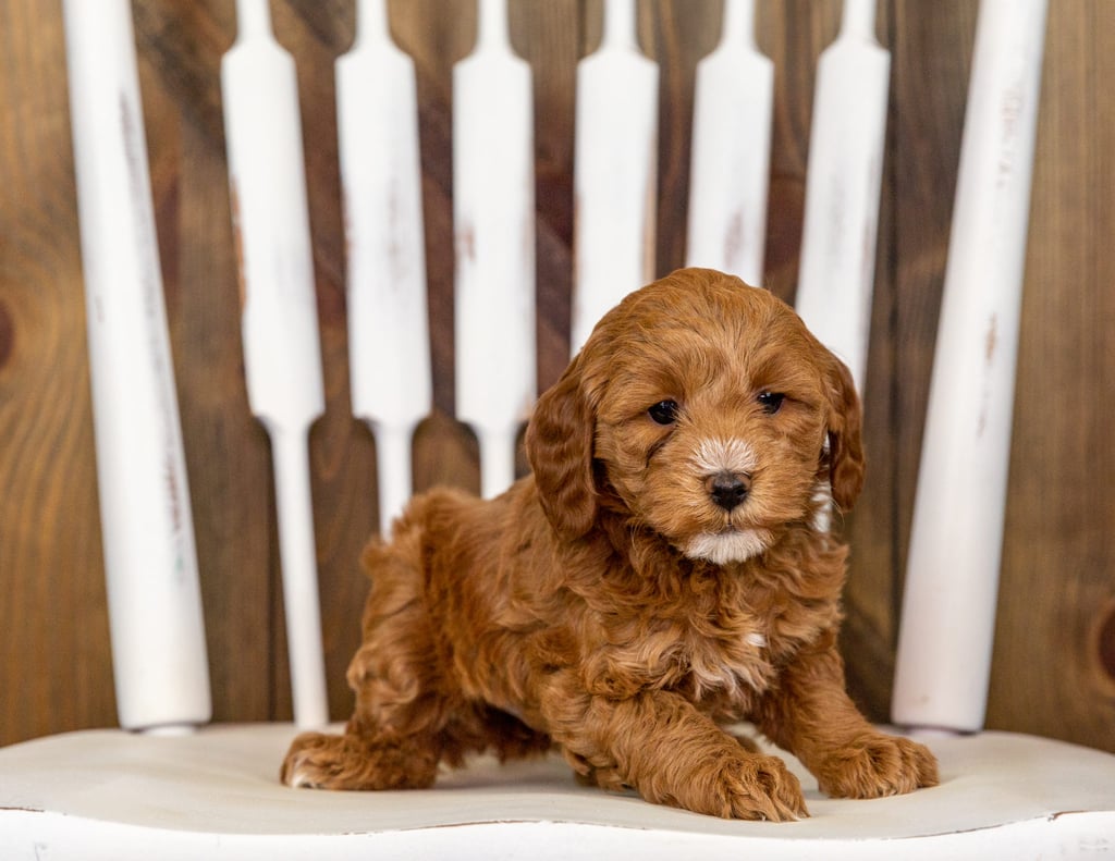 Quamy is a Mini Goldendoodle Puppy Sold As Of 10/07/2020