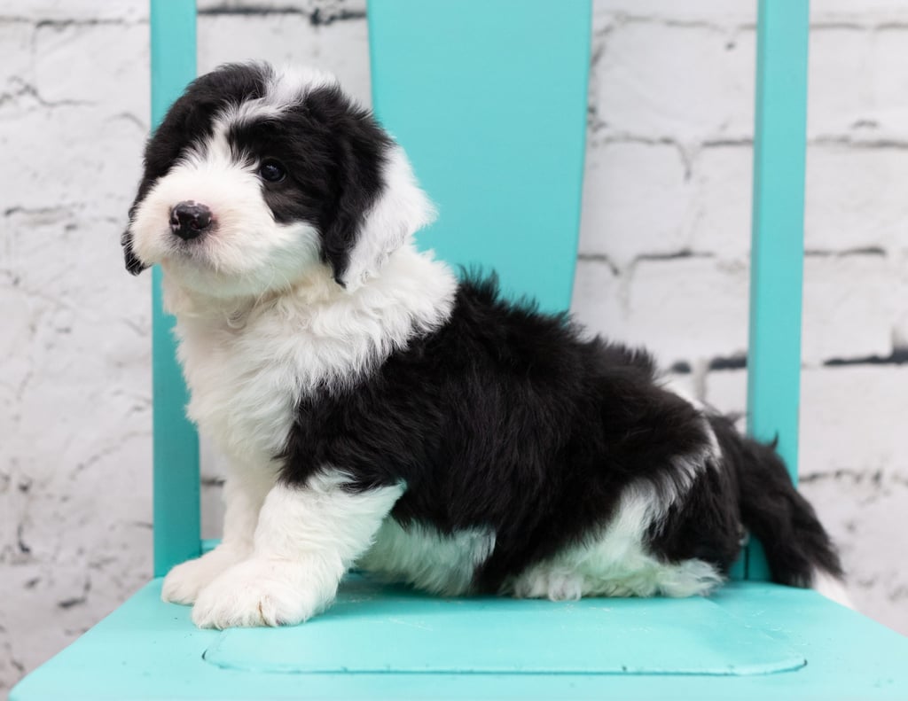 Sid is a Mini Sheepadoodle Puppy Sold As Of 06/17/2019