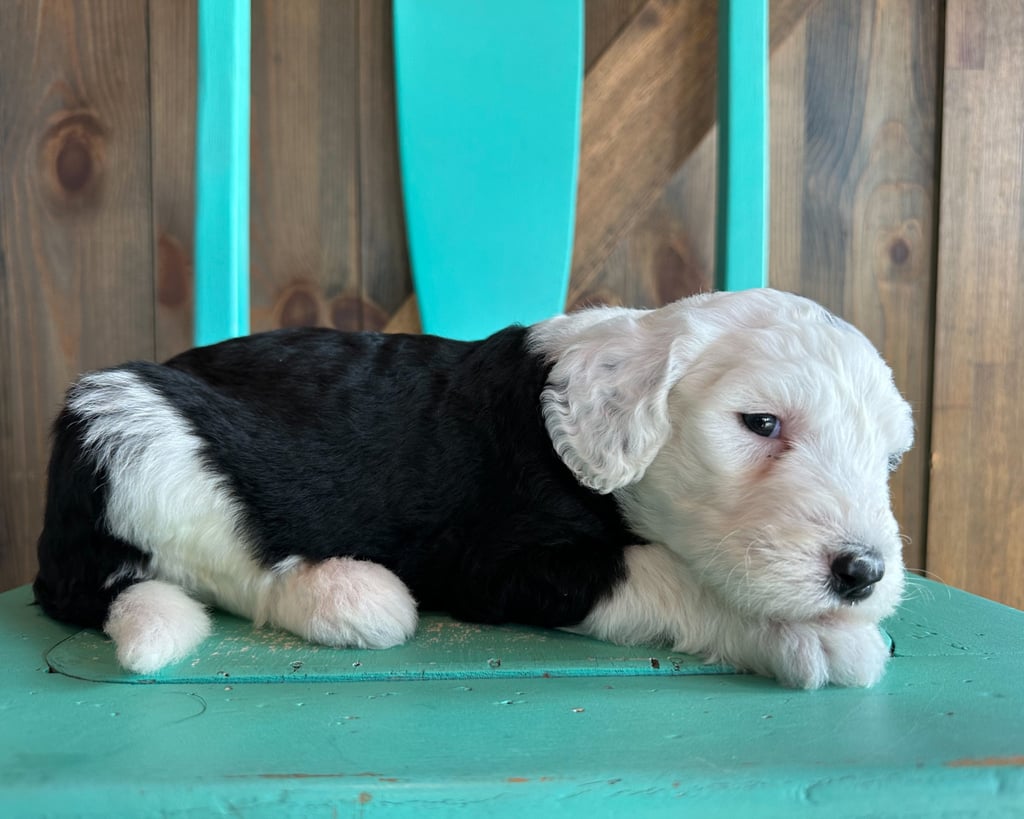 Karen is a Standard Sheepadoodle Puppy Sold As Of 07/31/2023