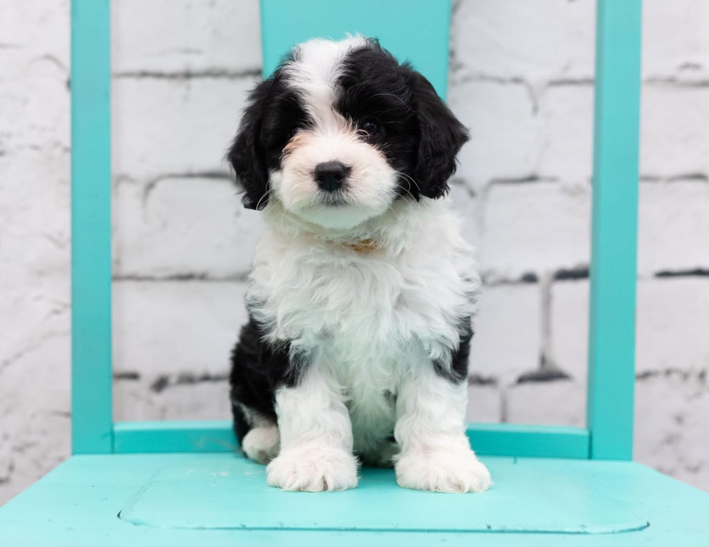 Shay is a Mini Sheepadoodle Puppy Sold As Of 06/17/2019