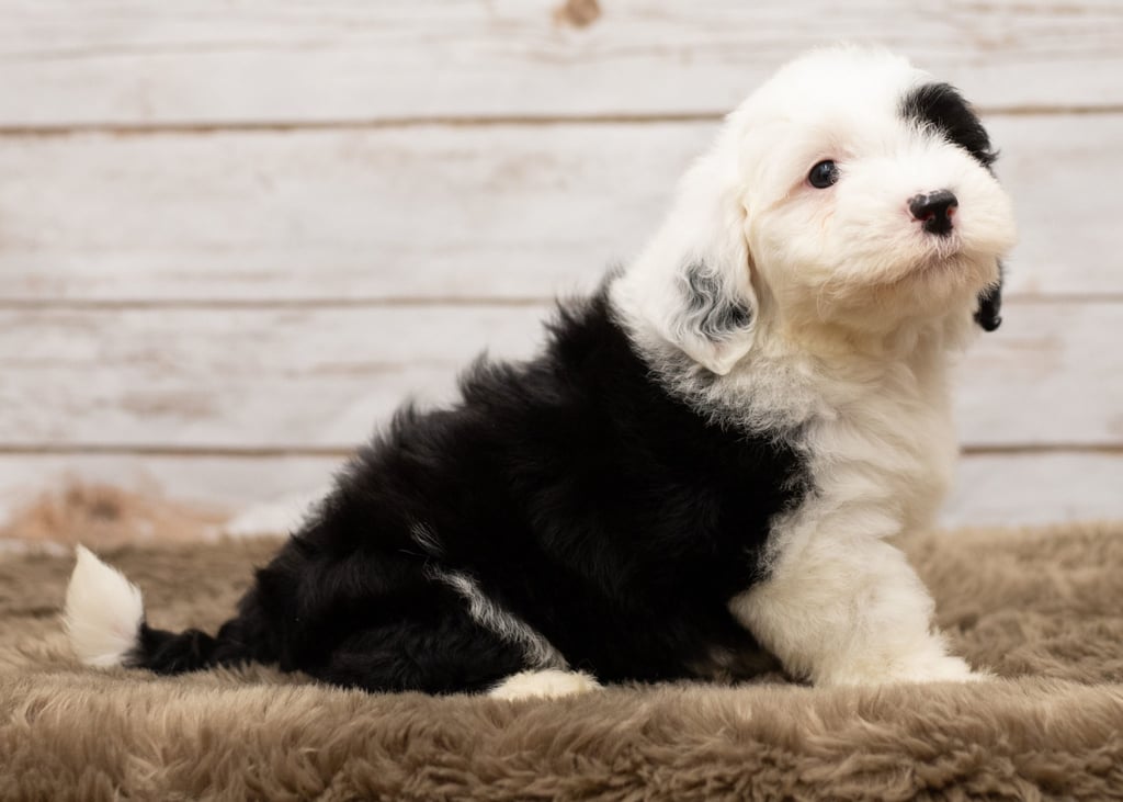 Lucy is a Mini Sheepadoodle Puppy Sold As Of 04/06/2019