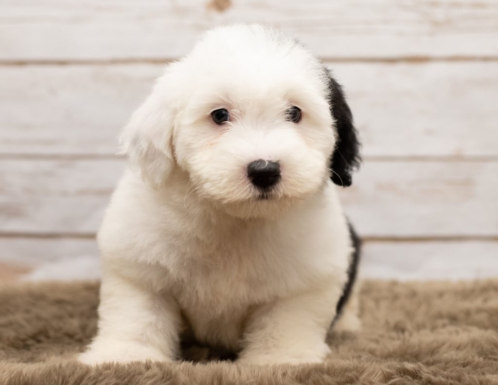 Les is a Mini Sheepadoodle Puppy Sold As Of 04/06/2019