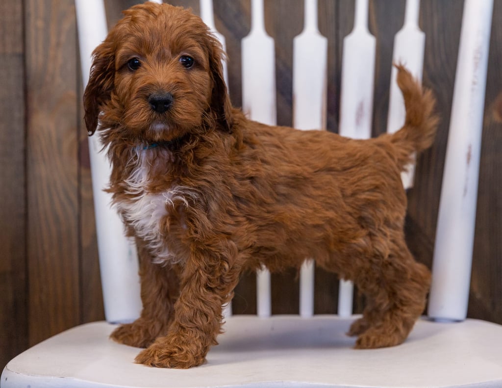 Victor is a Mini Irish Doodle Puppy Sold As Of 03/30/2021