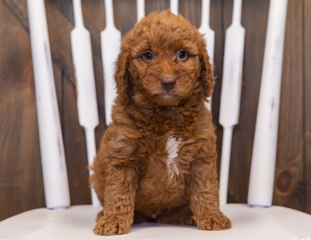 Milo | Poodle Father | Poodles 2 Doodles