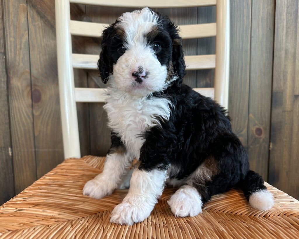 bernedoodle-puppies-for-sale-poodles2doodles